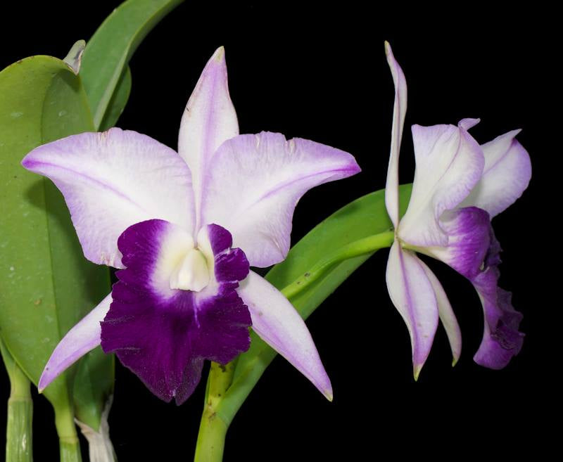 Lc. Mem. Robert Strait ‘Blue Hawaii’ (S) – Orchids by the Lake
