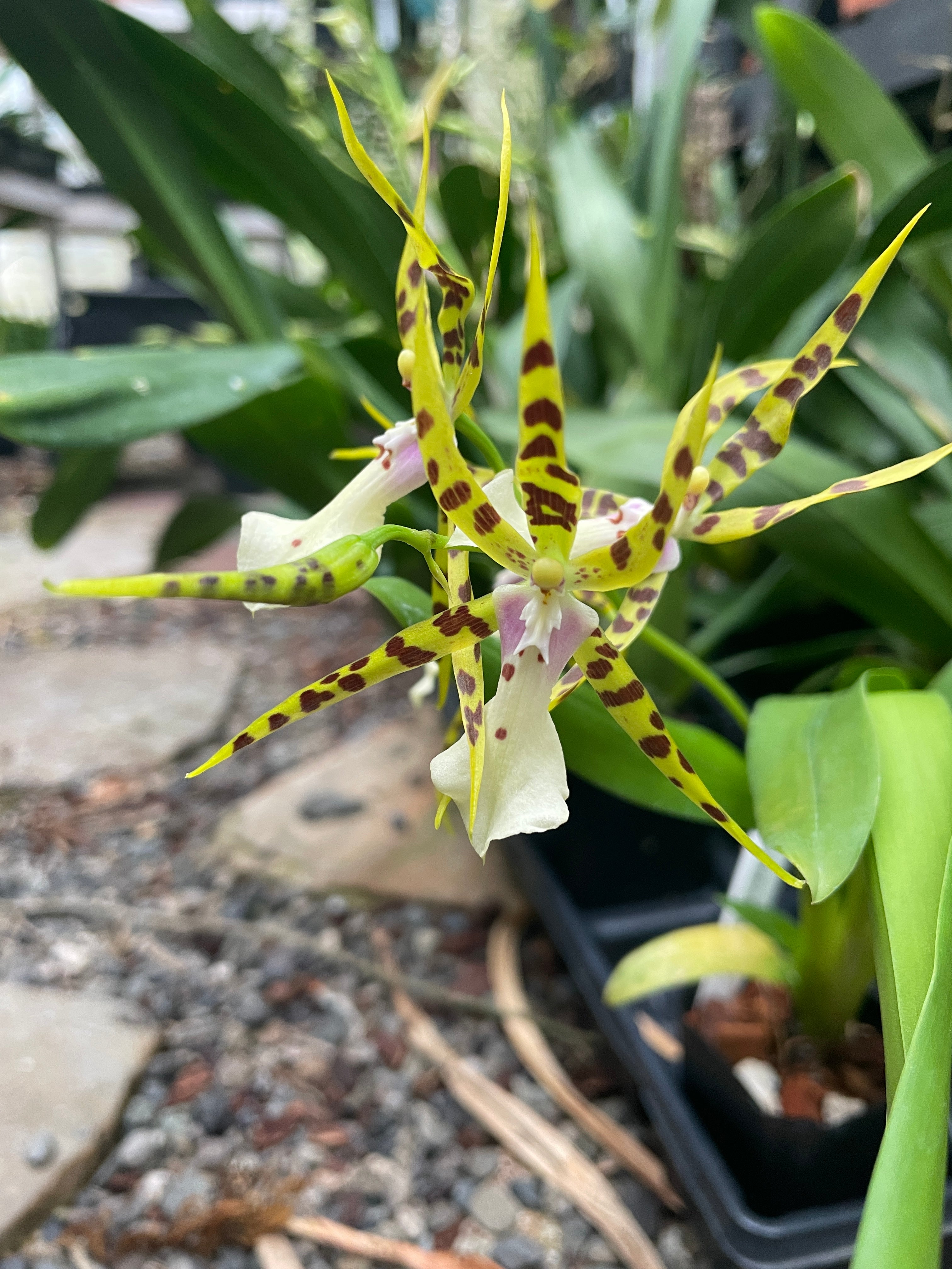 Miltassia Golden Spider ‘Copius’ (YP) or (S) – Orchids by the Lake