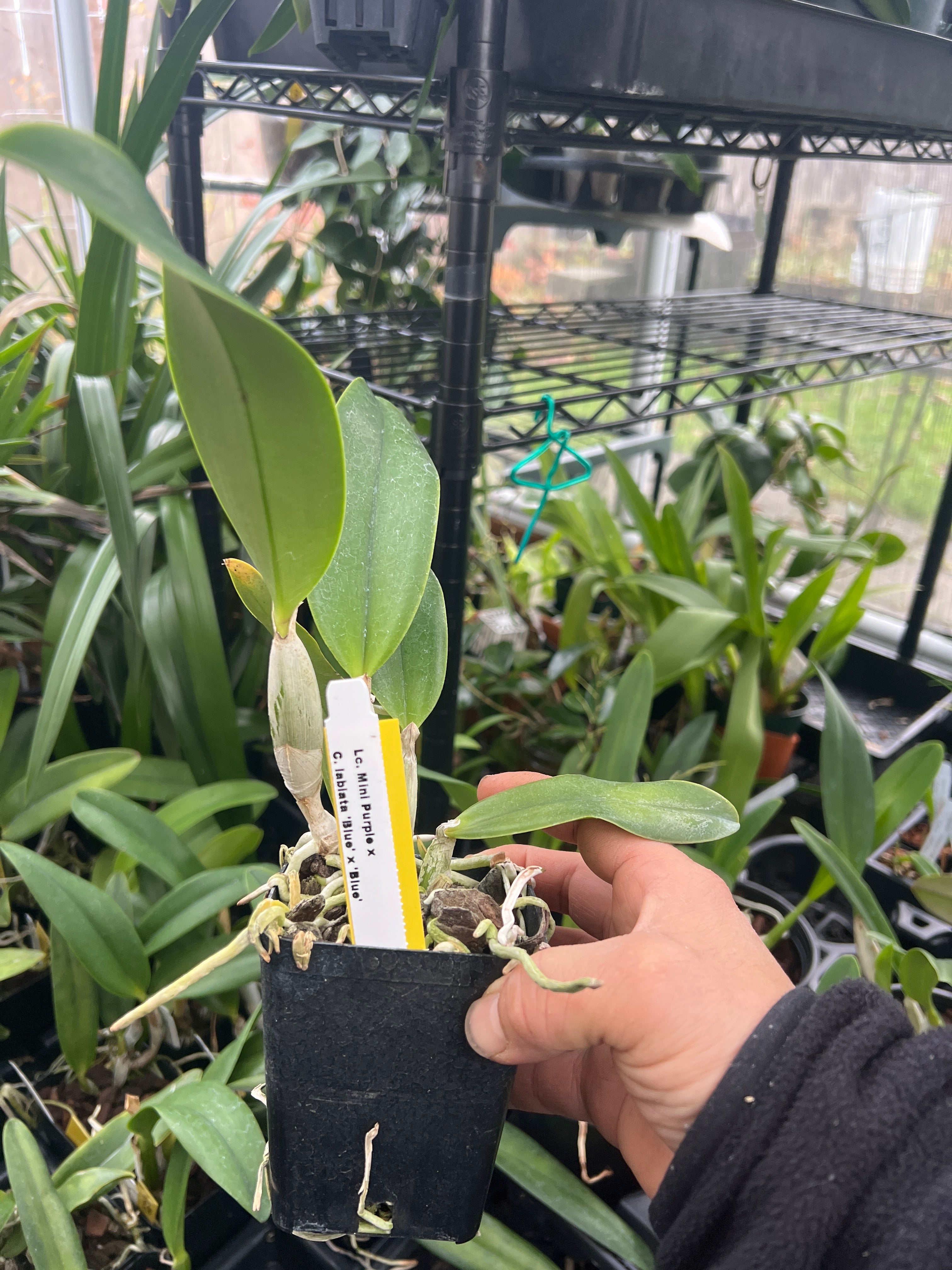 Blc. Lisa Taylor Gallis – Orchids by the Lake