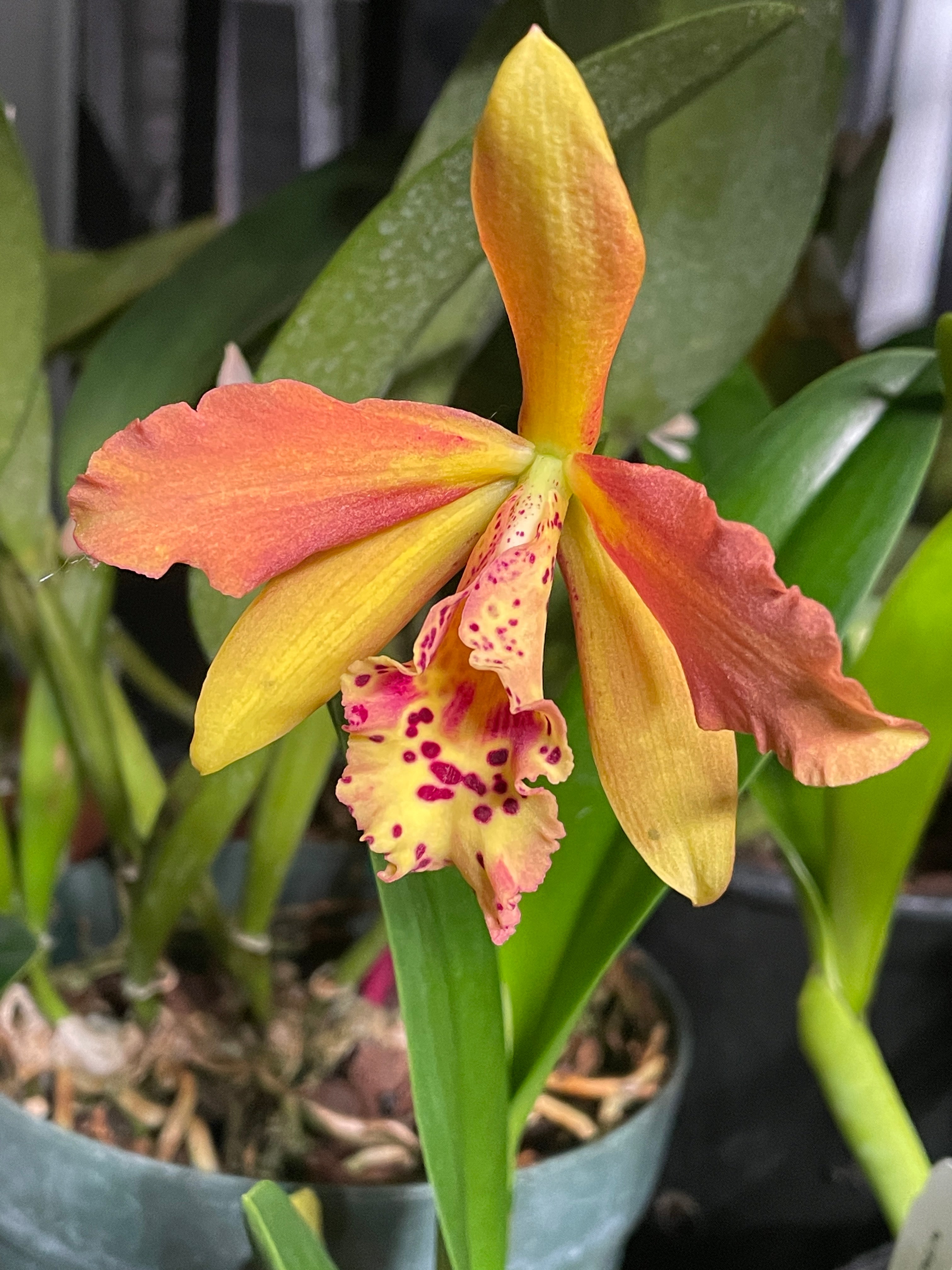 Blc. Copper Queen – Orchids by the Lake