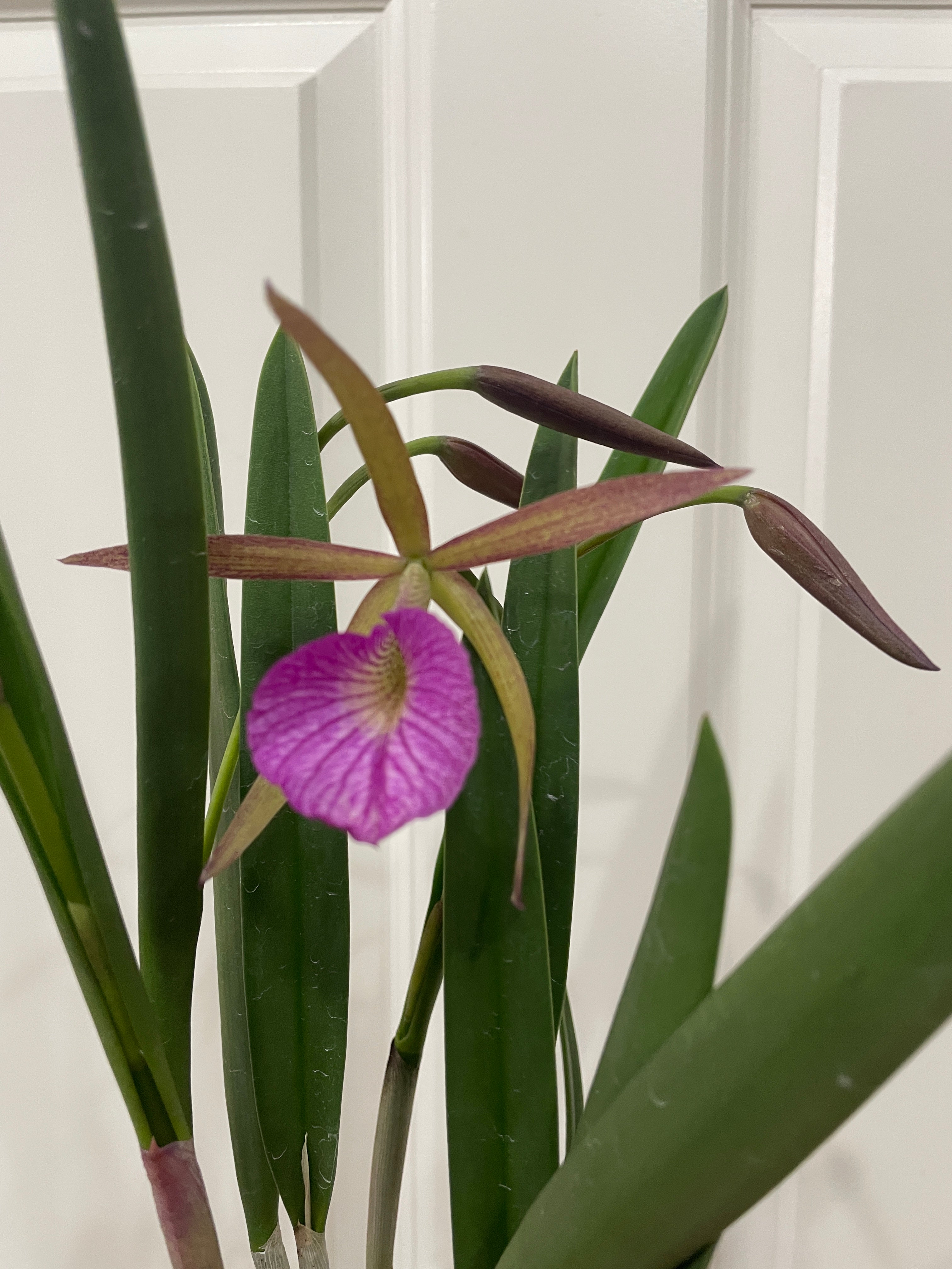 Bc. Hamlyn’s Magic ‘Leilani’ – Orchids by the Lake
