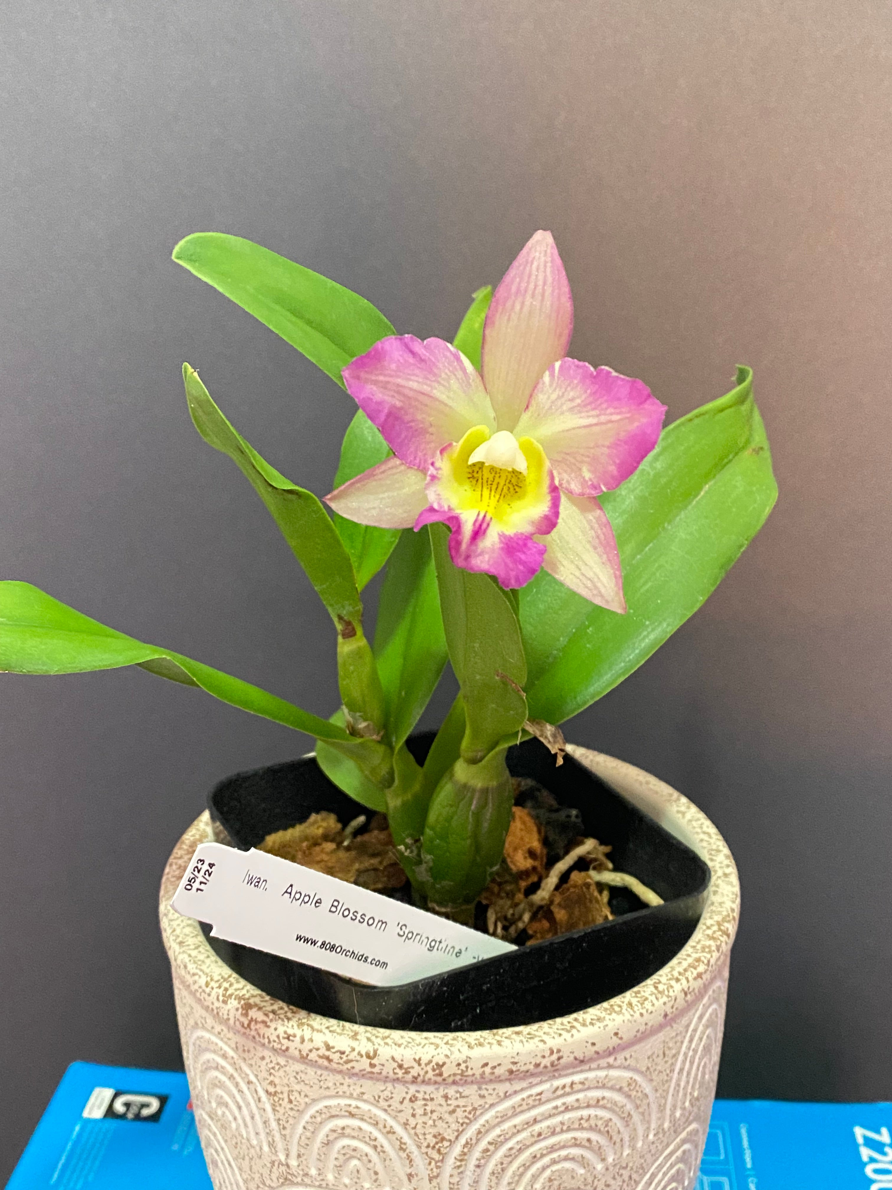 Iwanagara Appleblossom – Orchids by the Lake