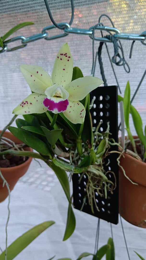 Cattleya Jairak Cute – Orchids by the Lake