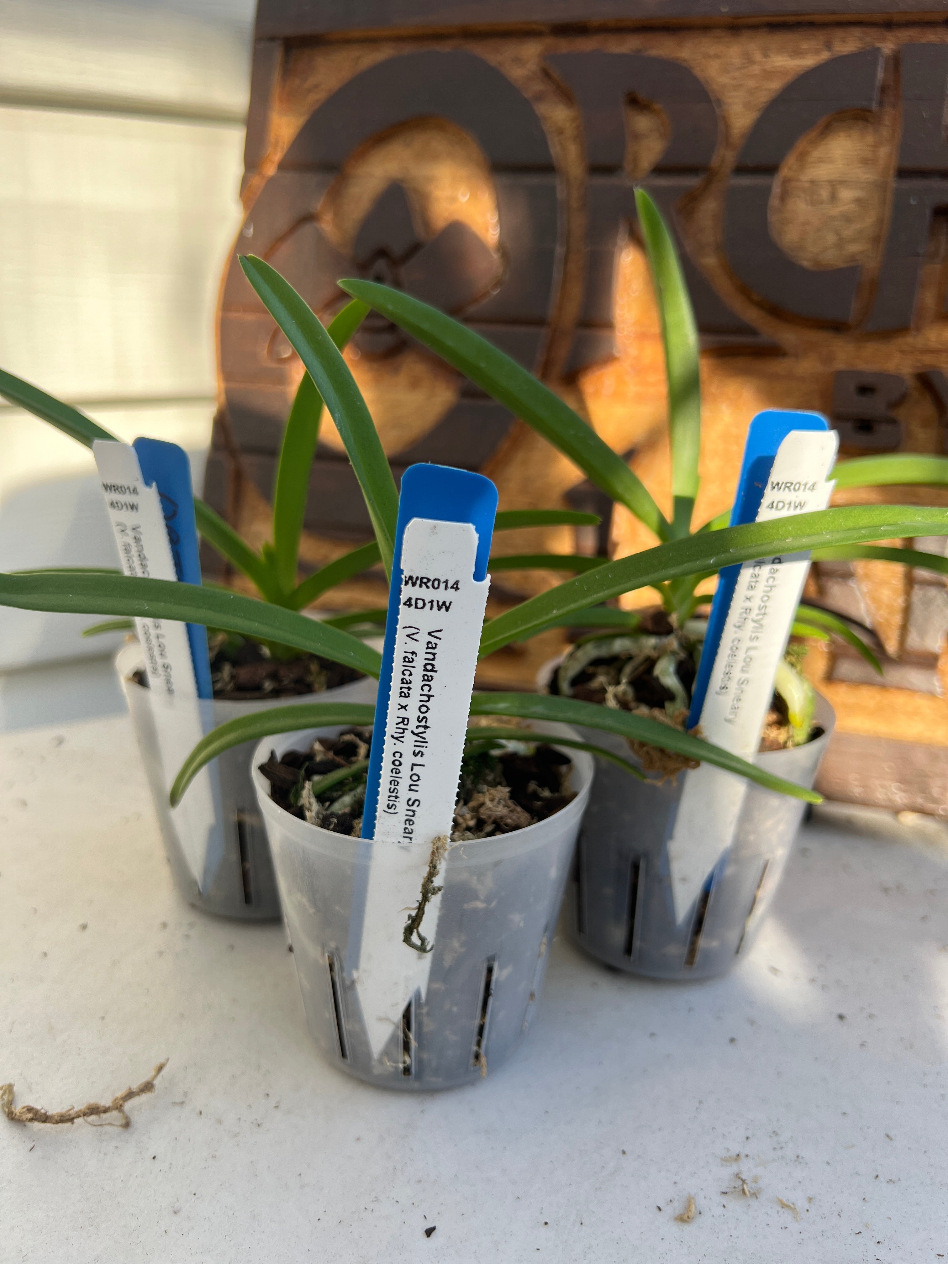 Vandachostylis Lou Sneary – Orchids by the Lake