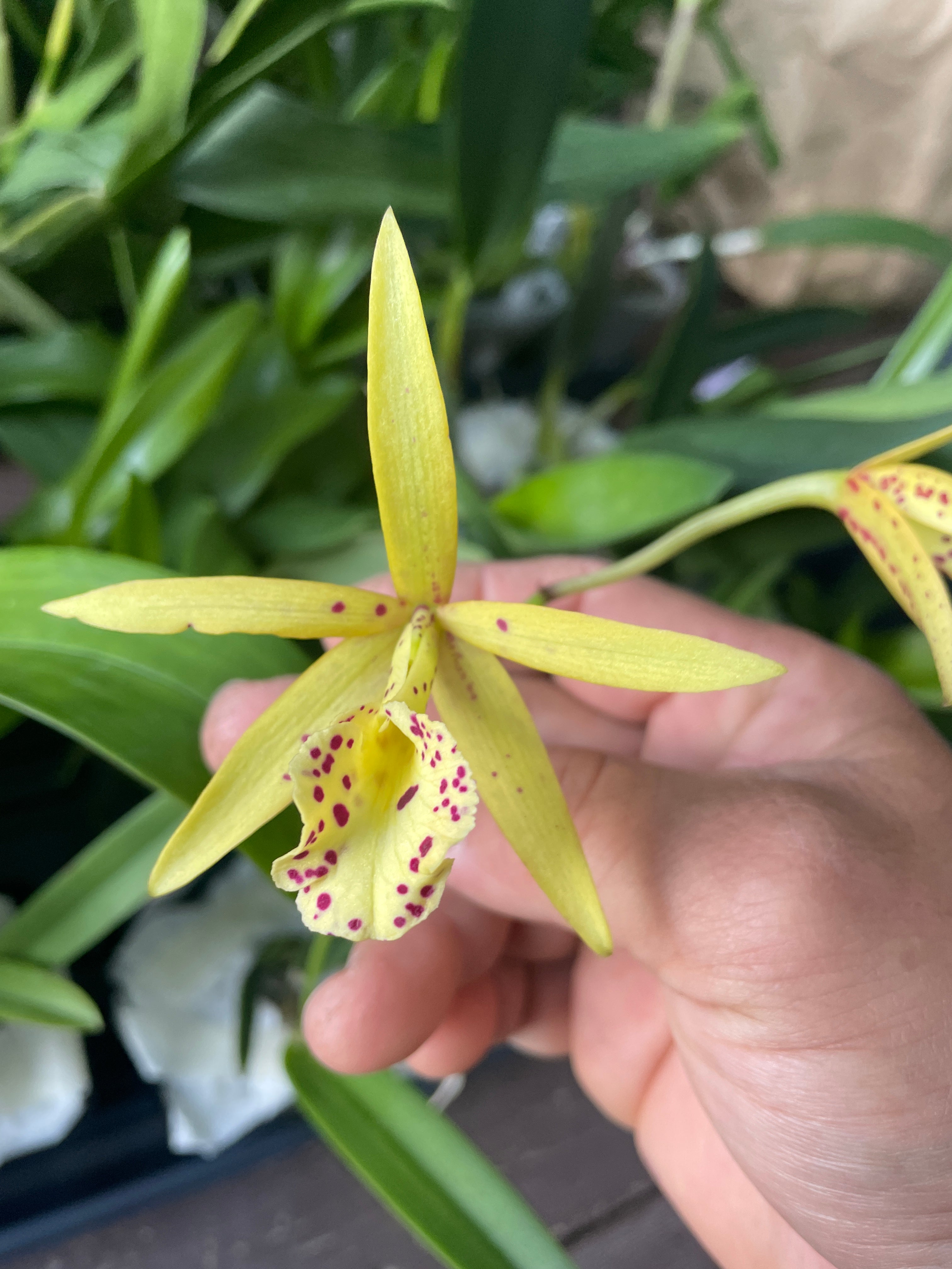 Blc. Copper Queen – Orchids by the Lake
